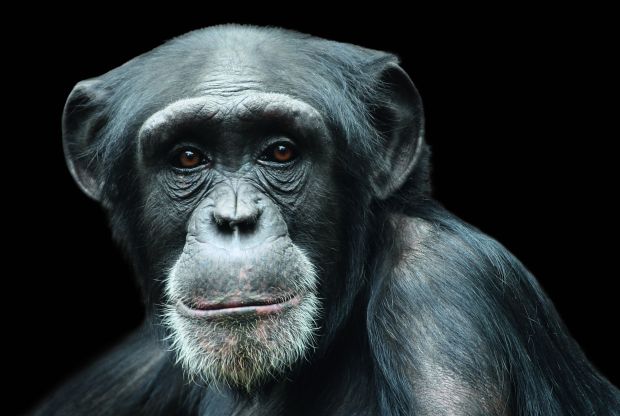 Musenblätter - Das unabhängige Kulturmagazin