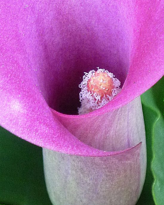 Musenblätter - Das unabhängige Kulturmagazin